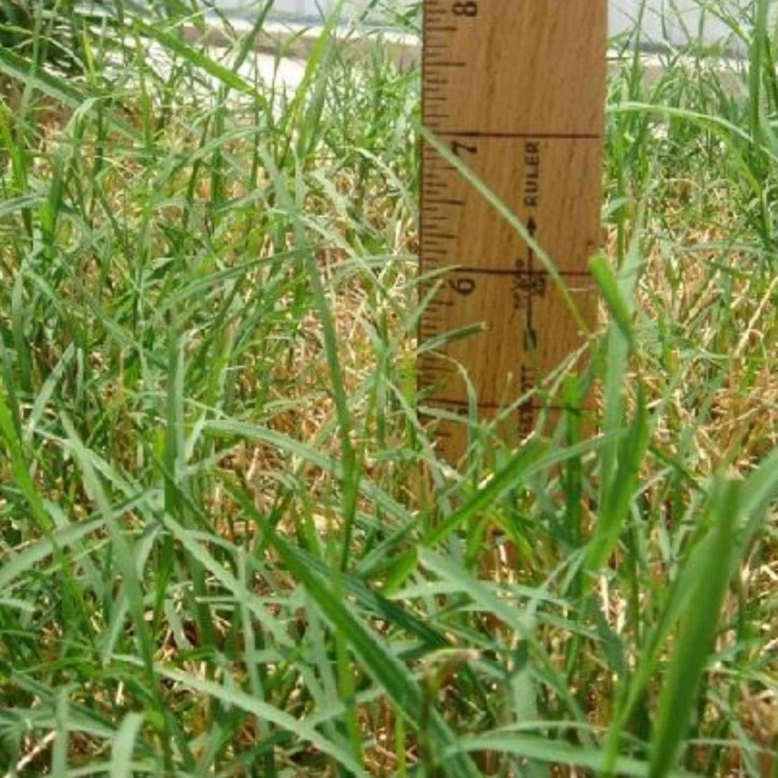Native Turf Seed Douglass King Seeds